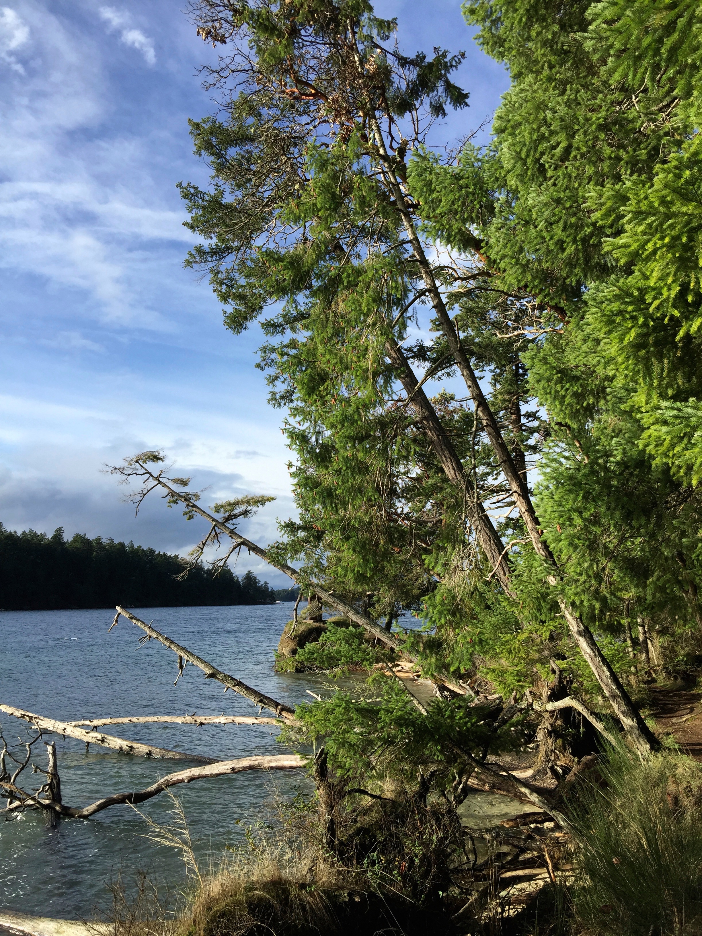 Leaning, slowly falling… | Curious Spectacles