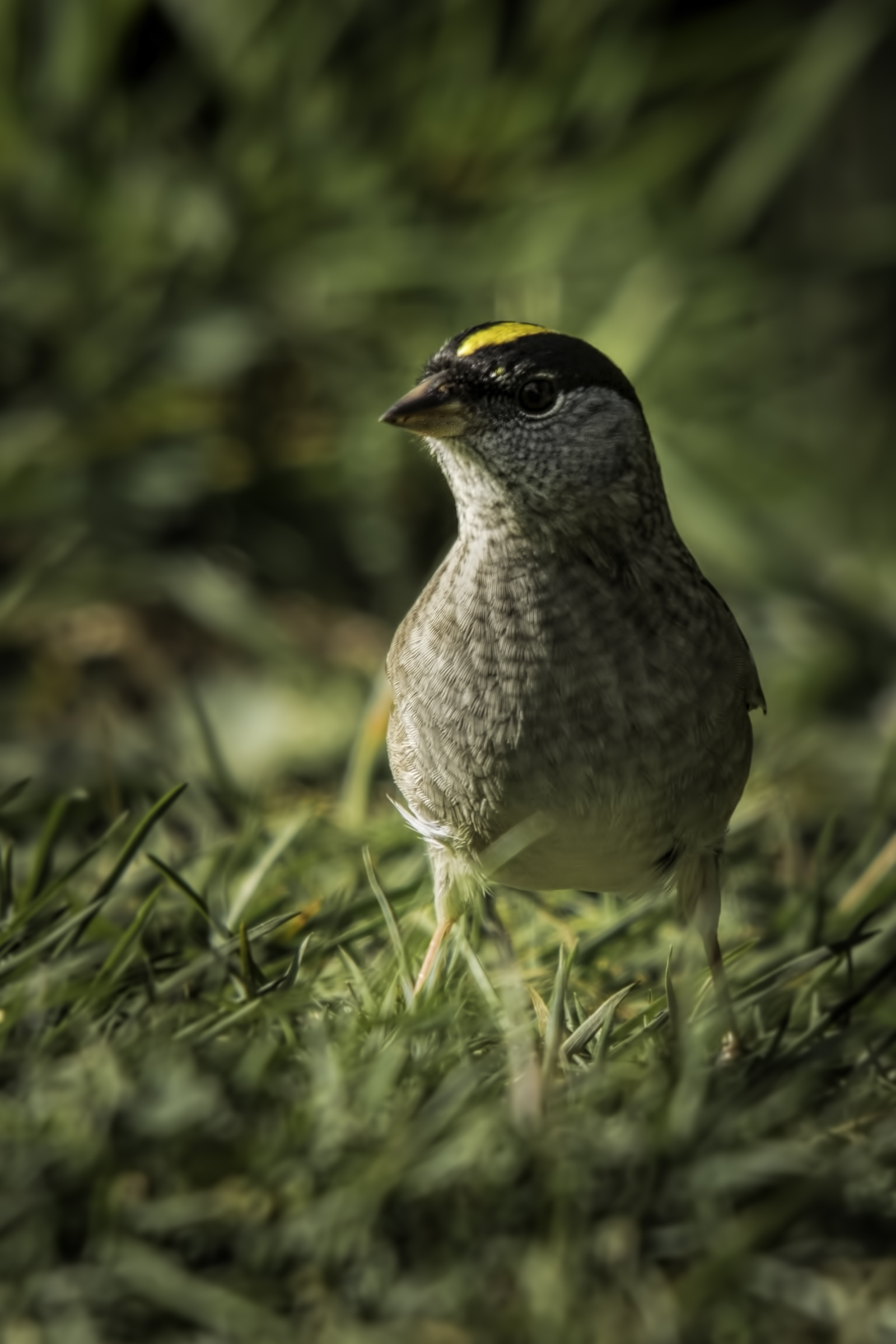 a golden crown… | Curious Spectacles