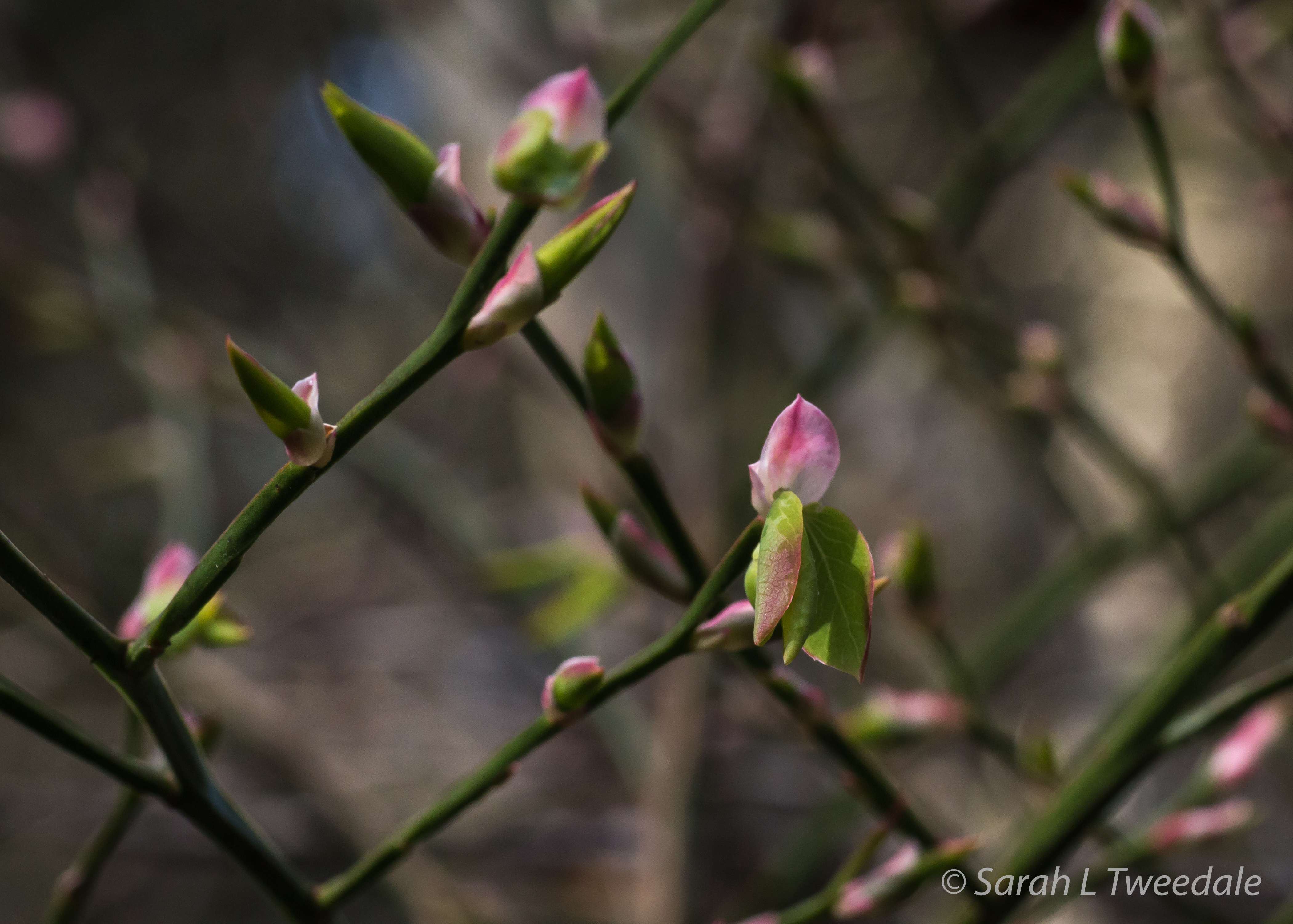 huckleberry buds | Curious Spectacles